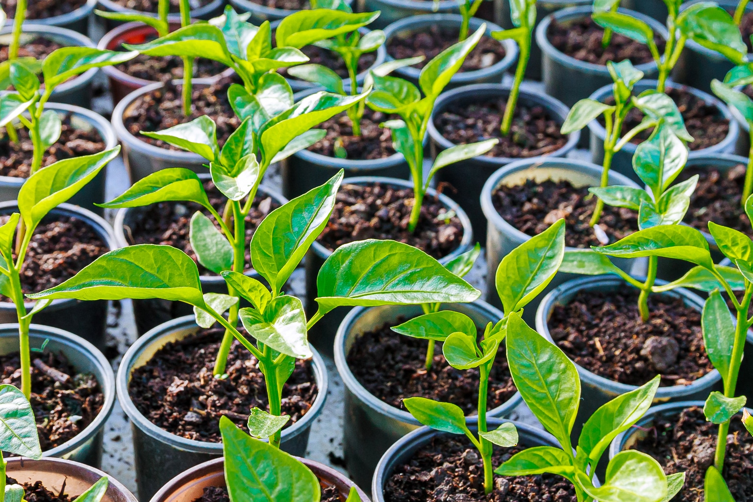 How to Start Pepper Seedlings Indoors: Expert Advice and Pro Tips