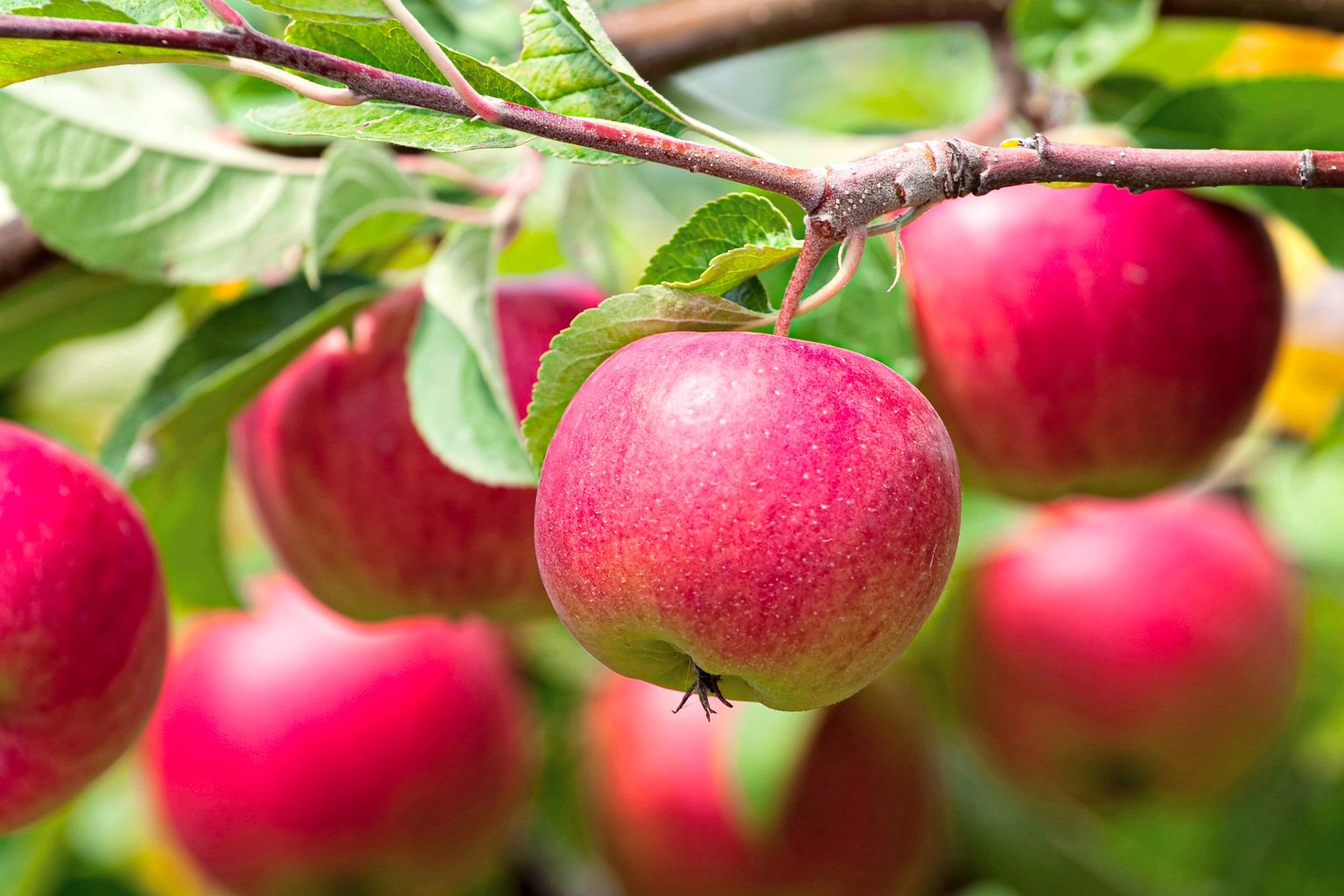Your Guide to a Thriving Container Orchard - Grow Fruits In Pots
