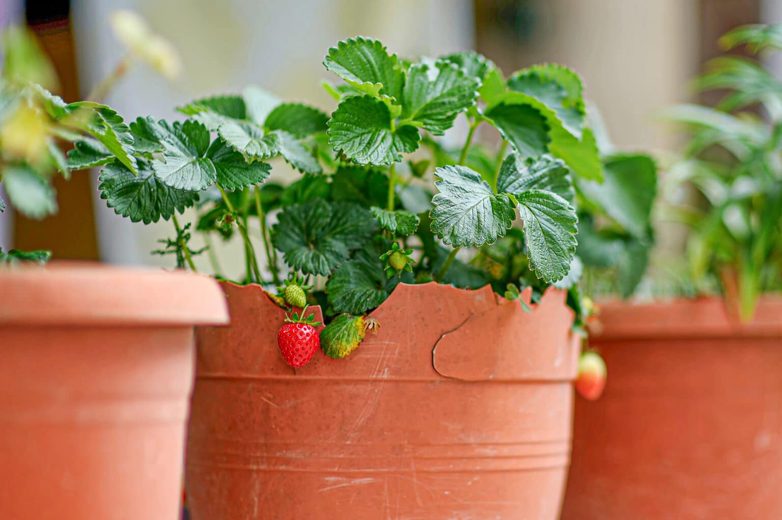 Your Guide to a Thriving Container Orchard - Grow Fruits In Pots