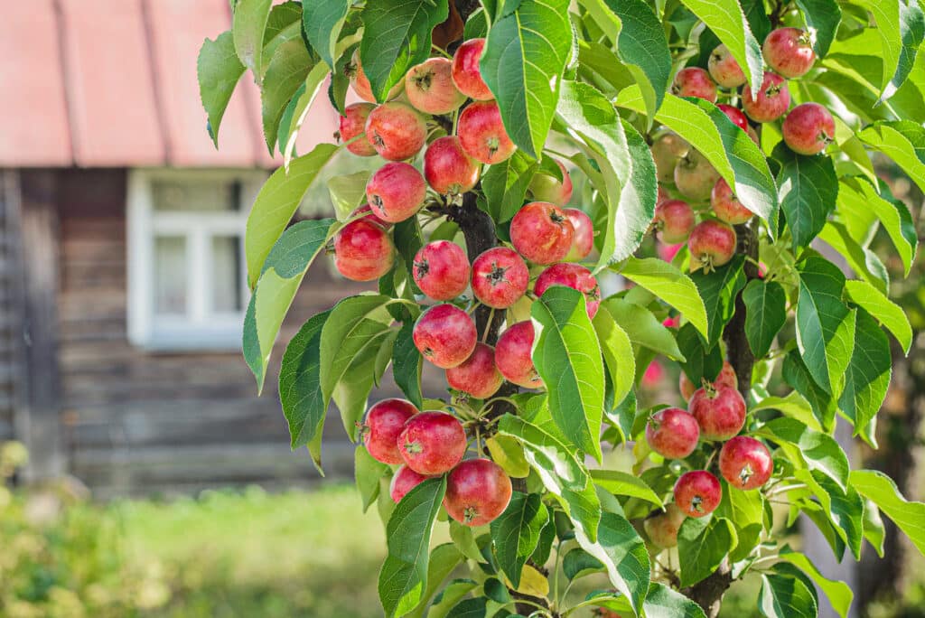 Your Guide to a Thriving Container Orchard - Grow Fruits In Pots