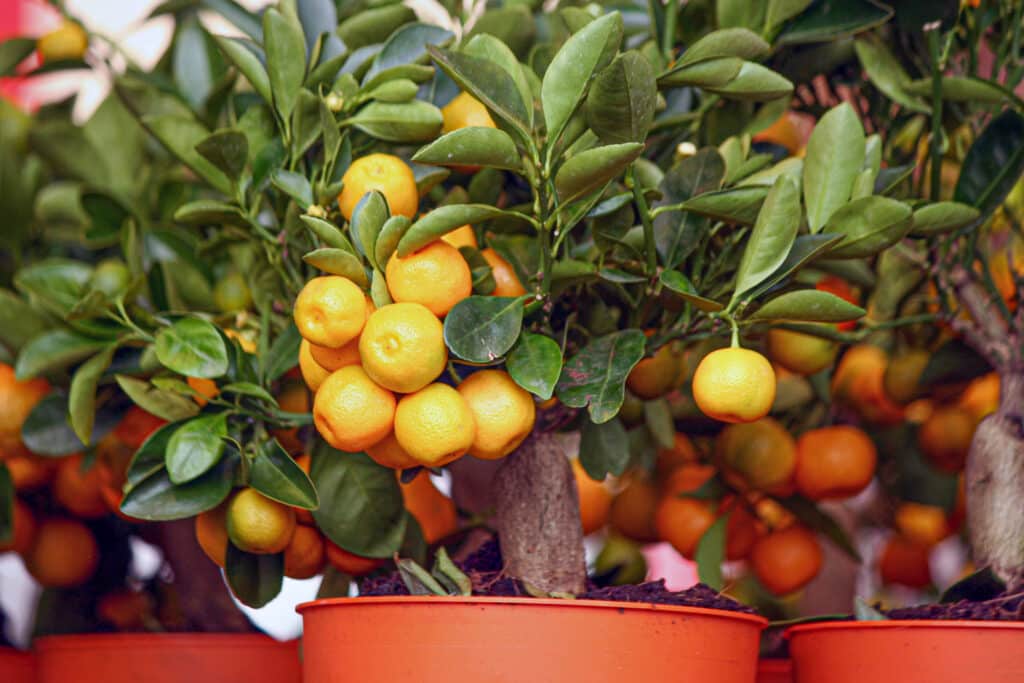 Your Guide to a Thriving Container Orchard - Grow Fruits In Pots
