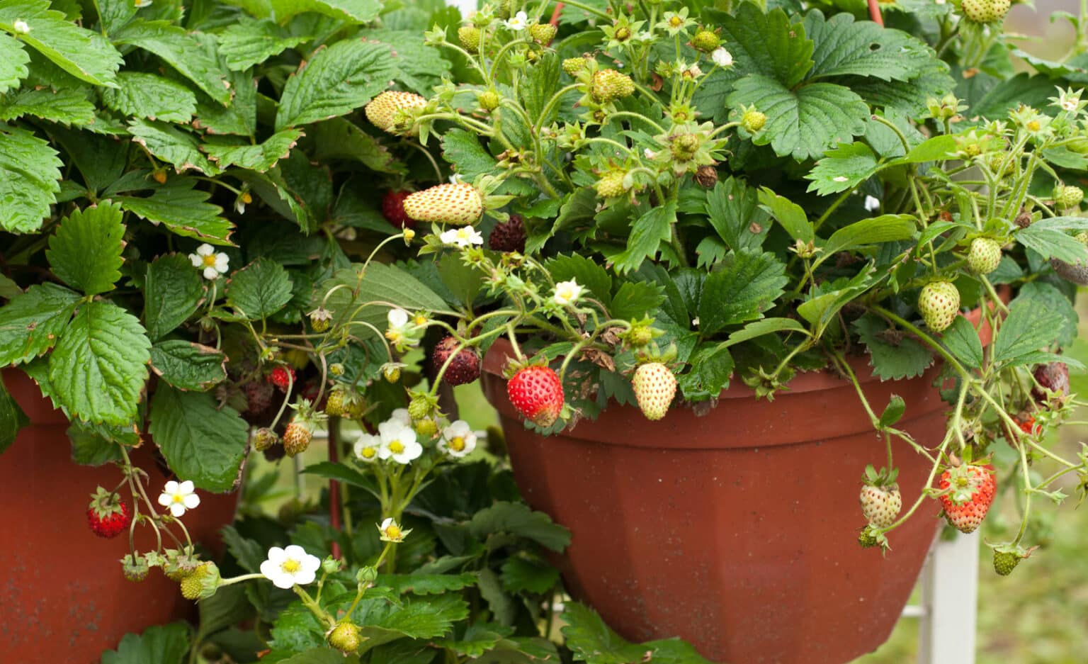 Your Guide to a Thriving Container Orchard - Grow Fruits In Pots