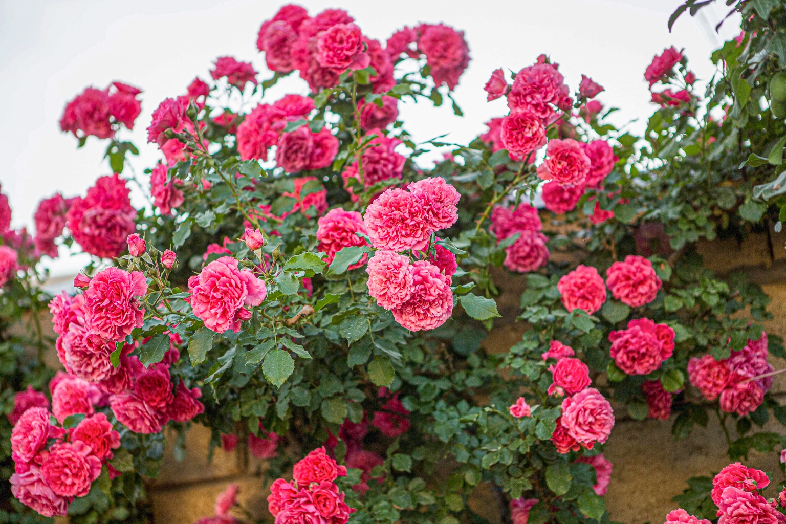 The Beginner's Guide to Growing Roses (Without the Hassle!)