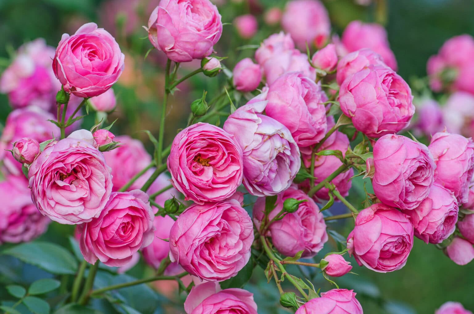 The Beginner's Guide to Growing Roses (Without the Hassle!)