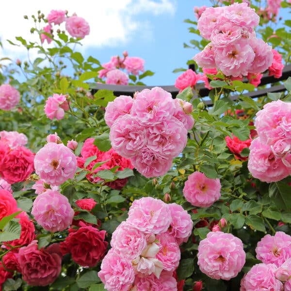 The Beginner's Guide to Growing Roses (Without the Hassle!)